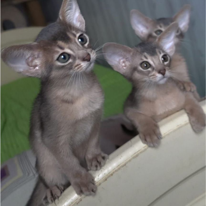 Абиссинский котёнок