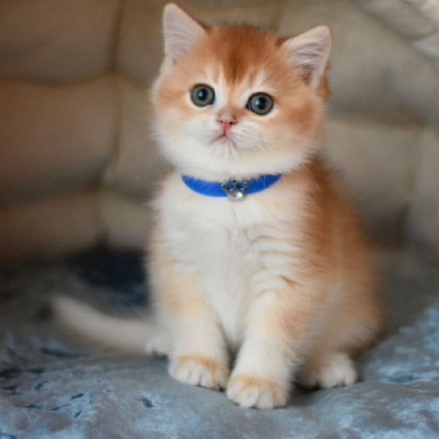 Британский короткошёрстный котёнок