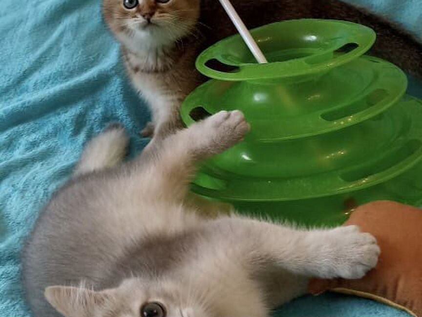 Золотые котятки