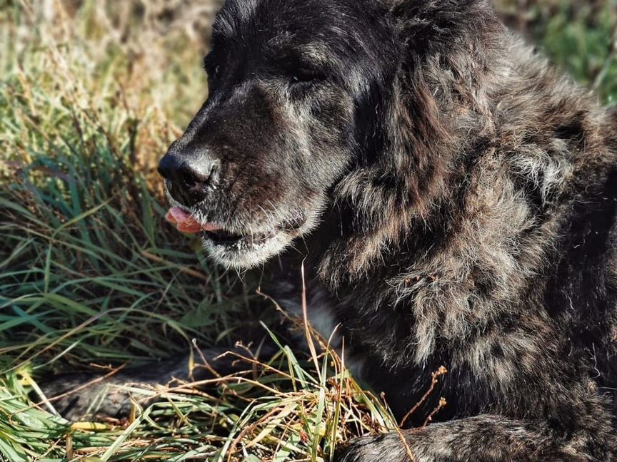 Кавказские овчарки на охрану дома