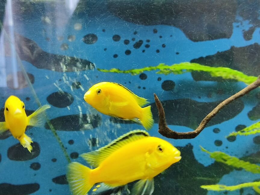 Еллоу самец