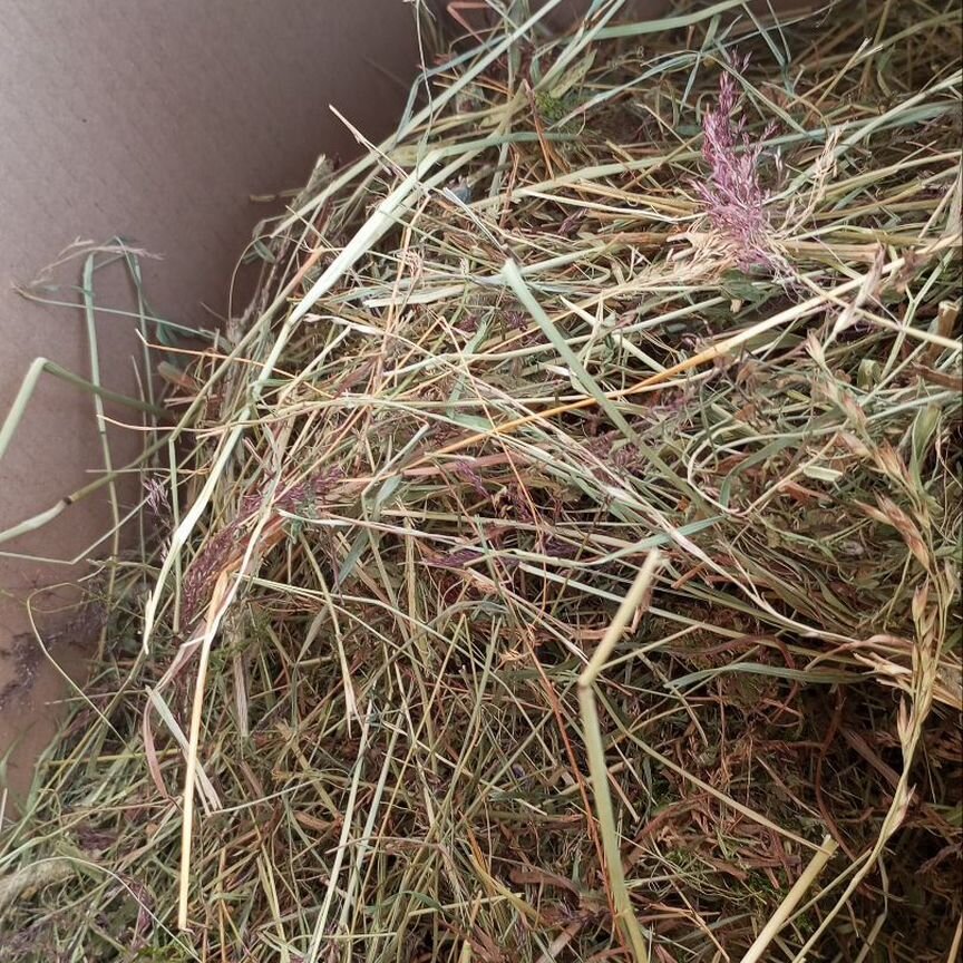 Продам сено