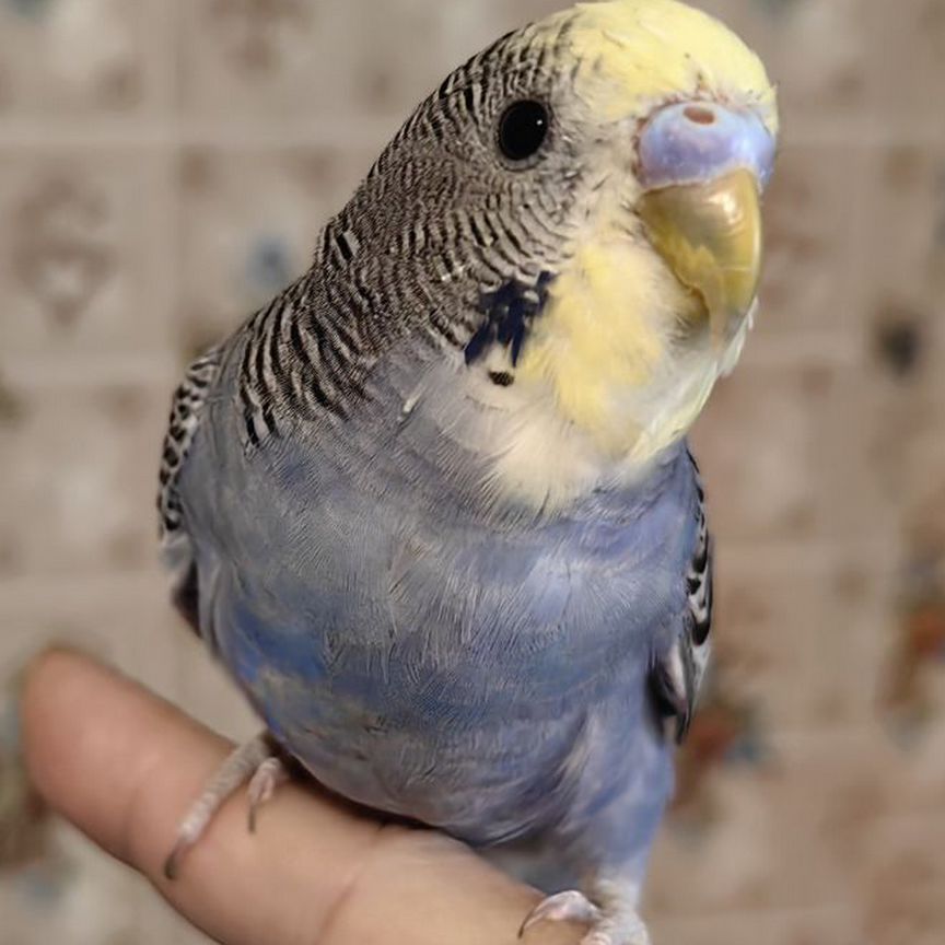 Ручной говорящий попугай