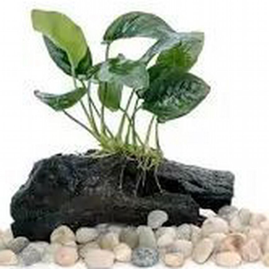 Аквариумное растение анубиас