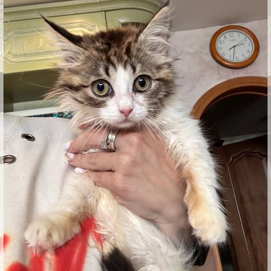 Котенок Килька в добрые руки