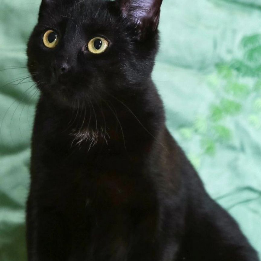 Кошка Ева 2 года