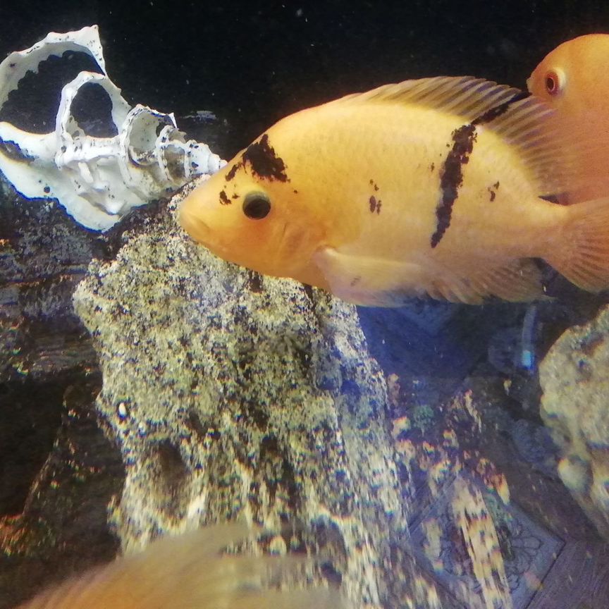 Цитроновая цихлазома