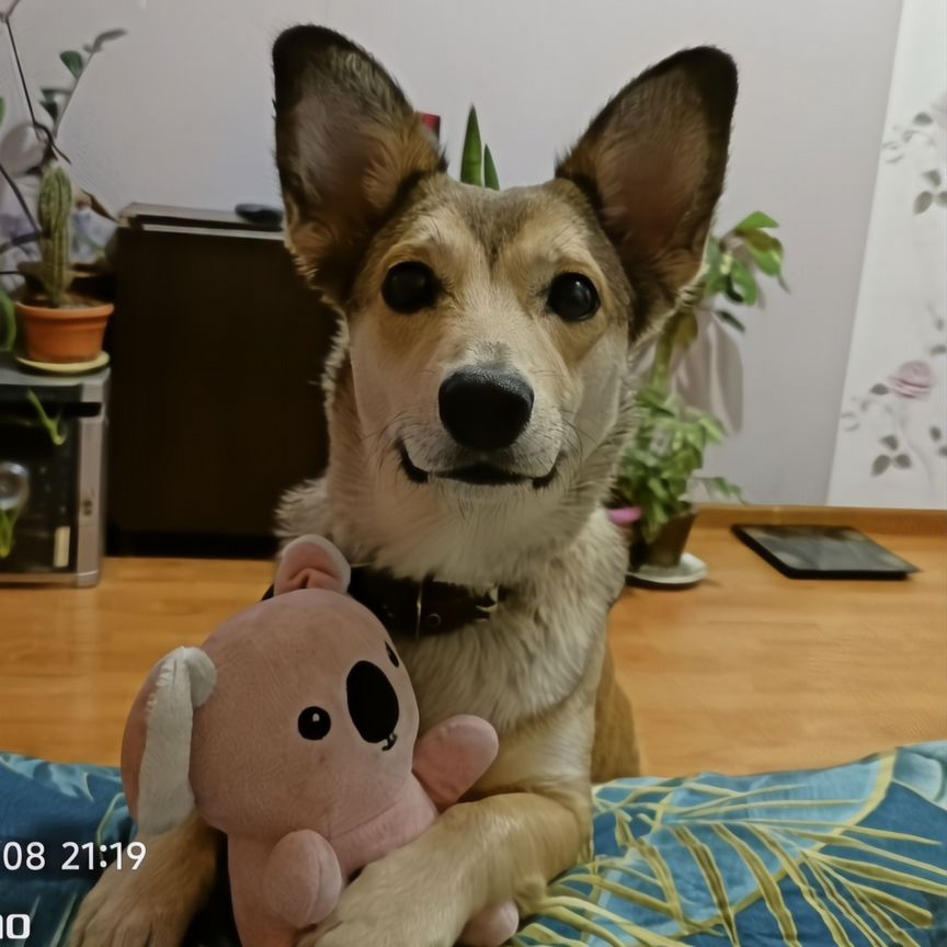 Вельш Корги Кардиган, щенок