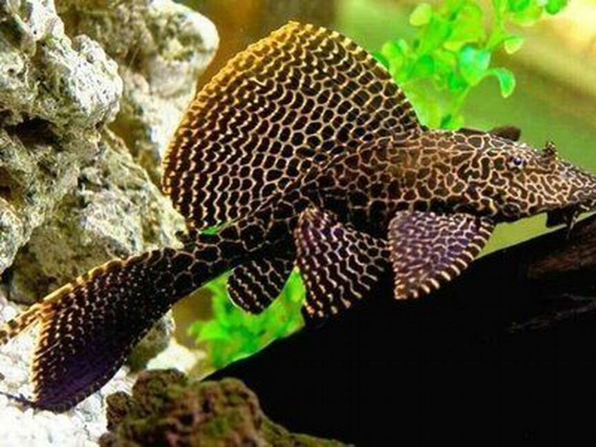 Сом птеригоплихт