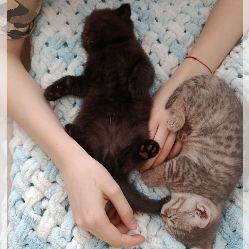 Шотландский вислоухий короткошёрстный котёнок