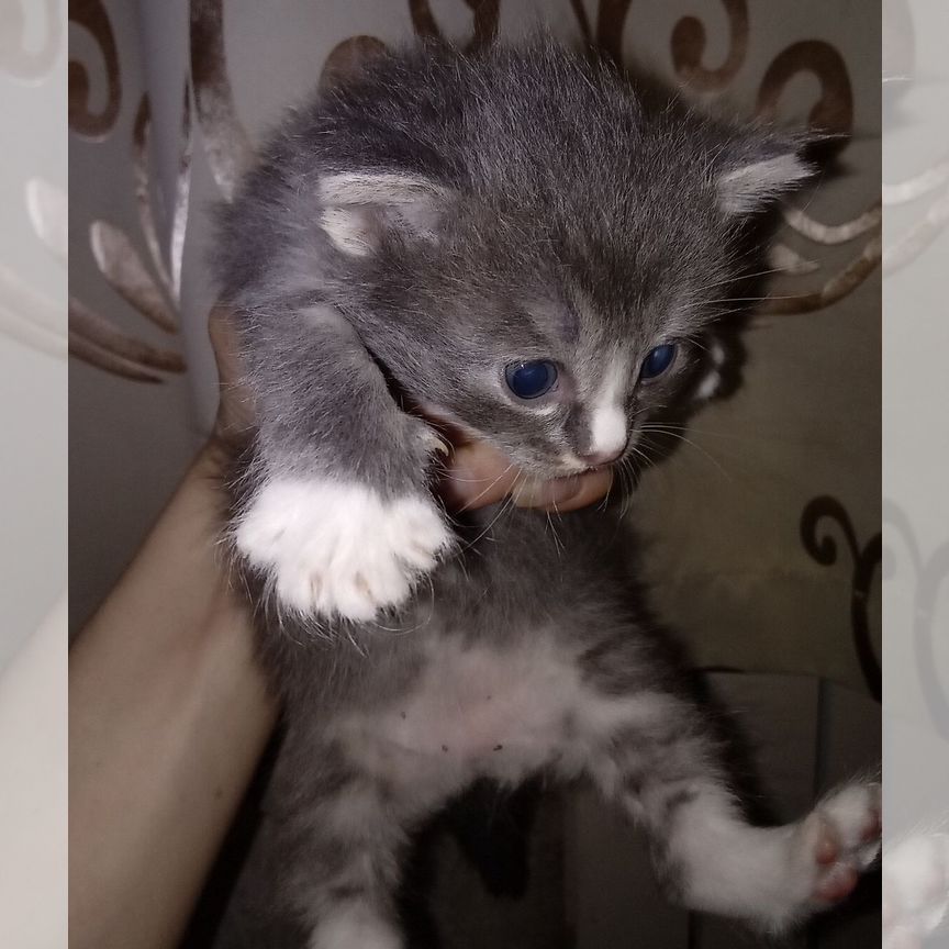 Невский маскарадный котёнок