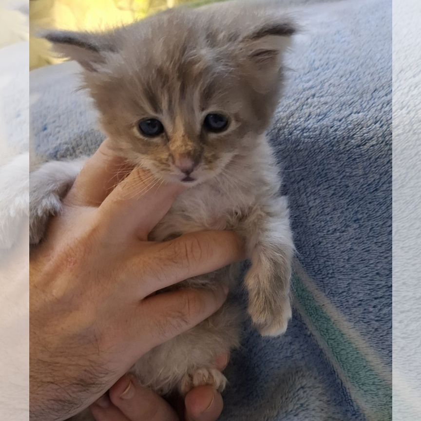 Мейн-кун котёнок