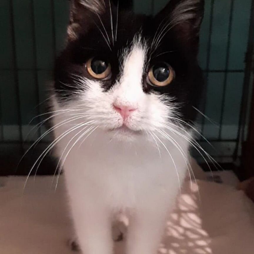 Кошки в добрые руки