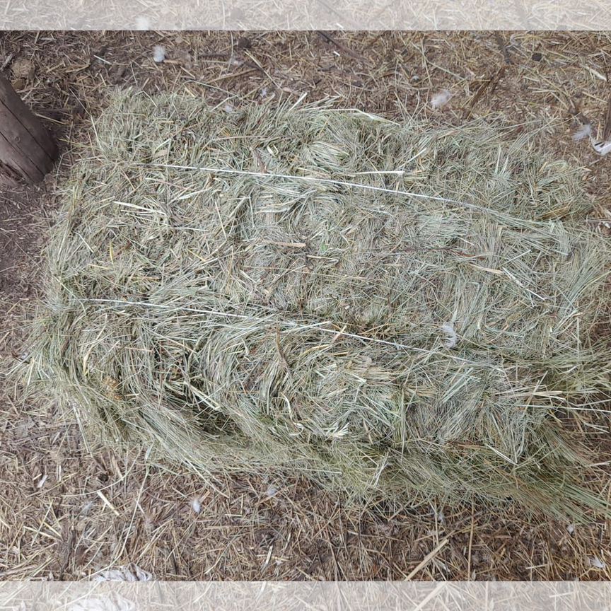 Сено в квадратных тюках