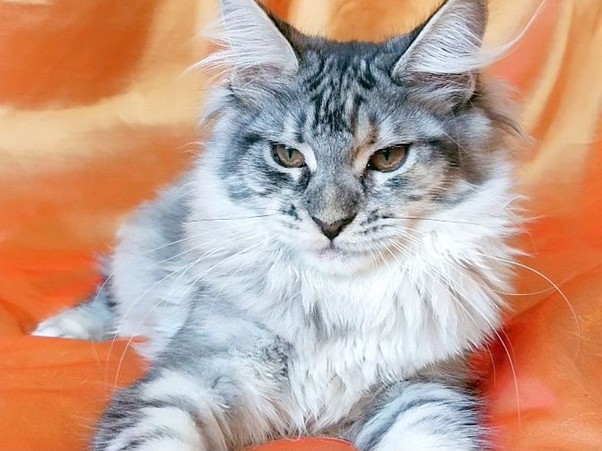 Котята Мейн-кун Полидакт Питомник