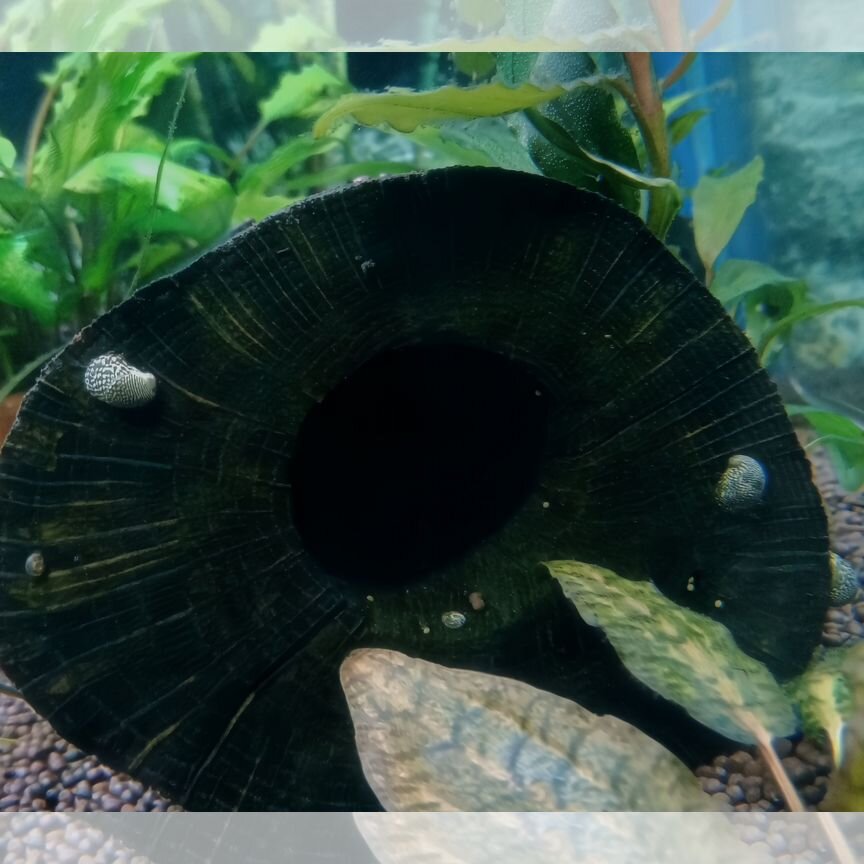 Теодоксус улитка