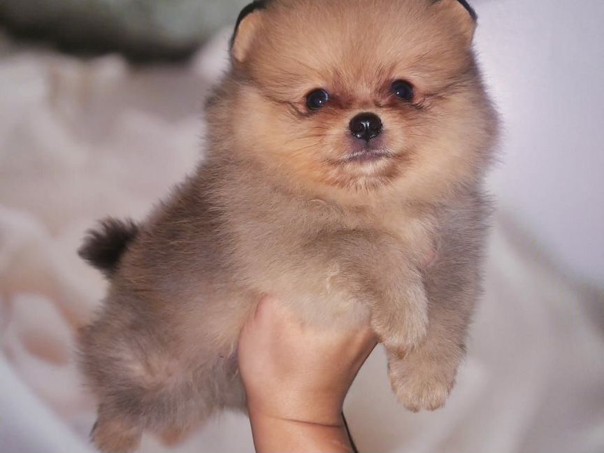 Рыжик мальчик Померанский шпиц