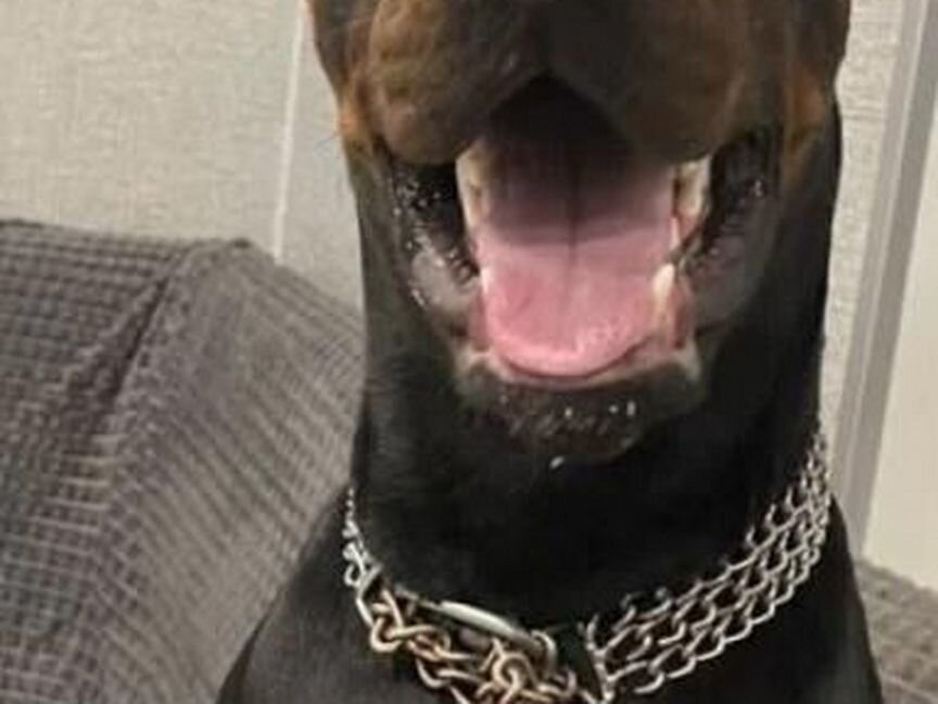 Щенок доберман