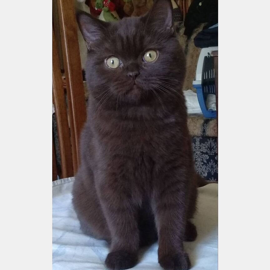 Влажный корм для кошек Blitz Holistic