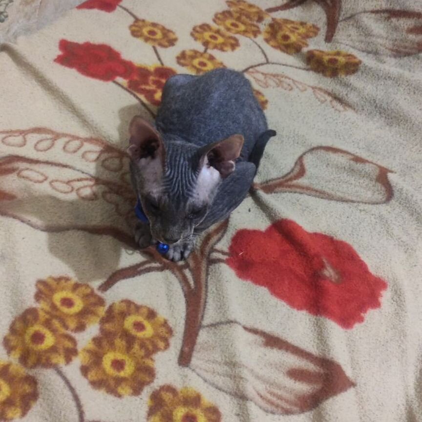 Котёнок сфинкс