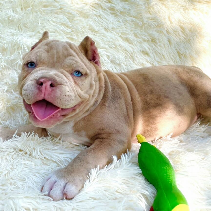 Шикарная американская булочка (шоколадный мерль)