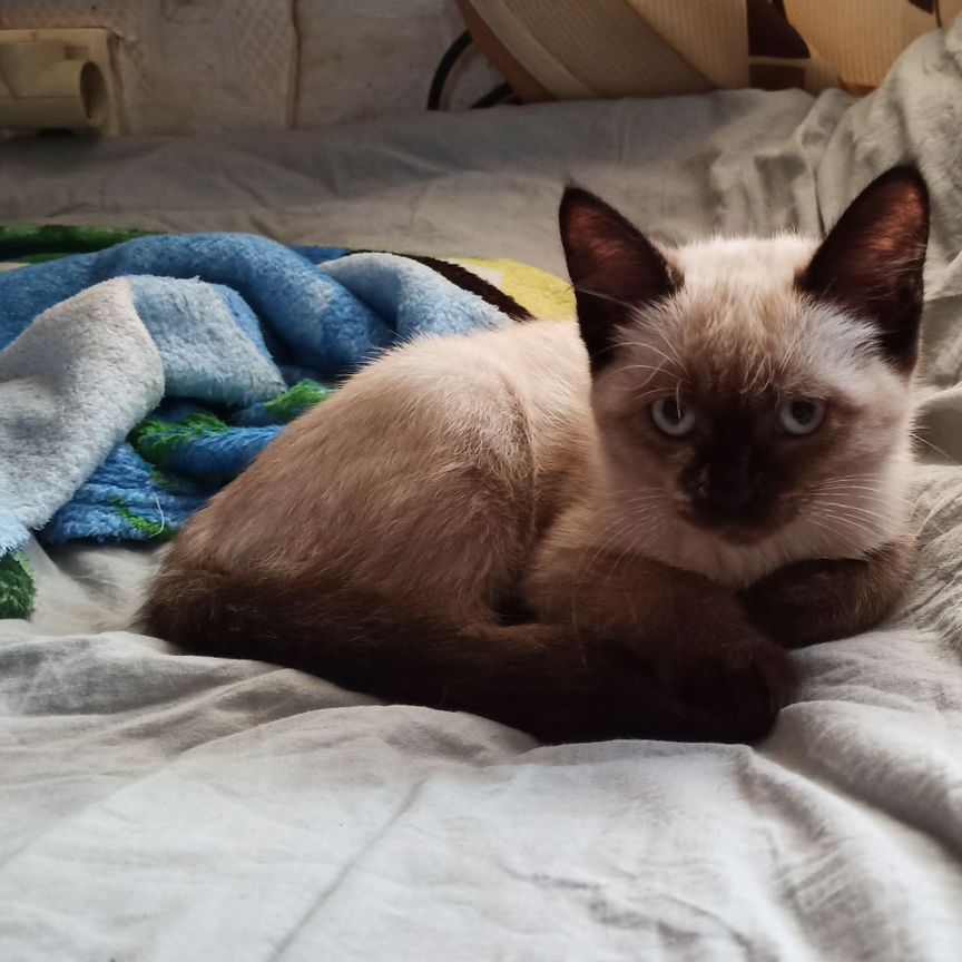 Отдам бесплатно котят