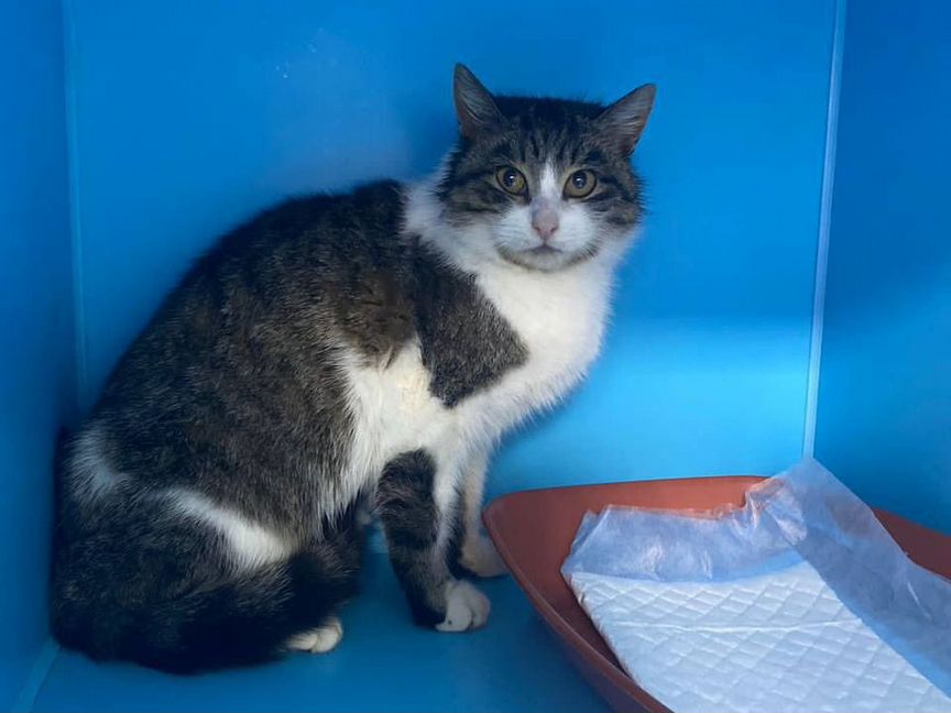 Джулия в поисках дома