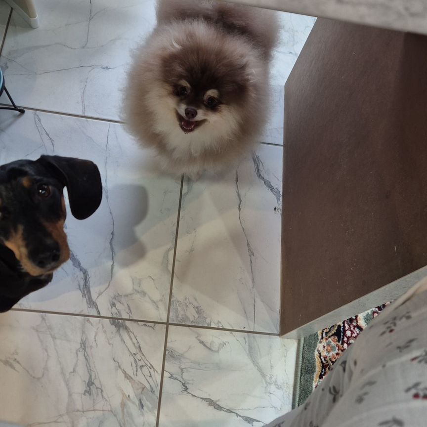 Немецкий щпиц