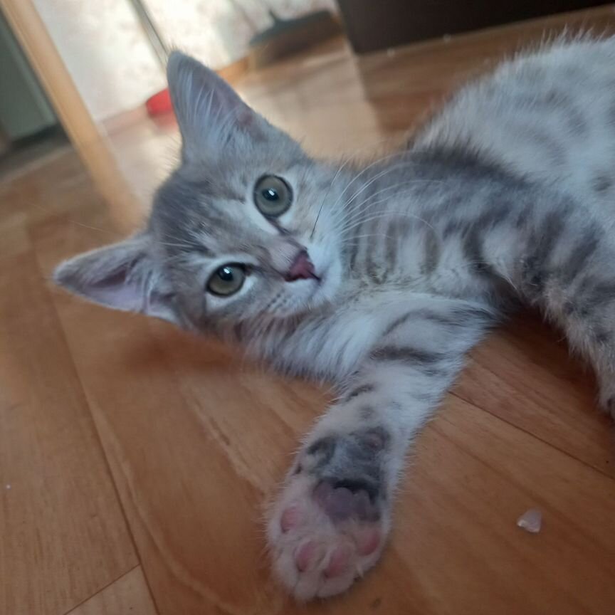 Домашний котёнок в добрые руки