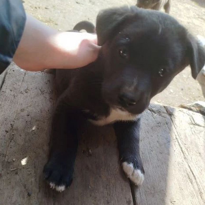 Лайка, щенок