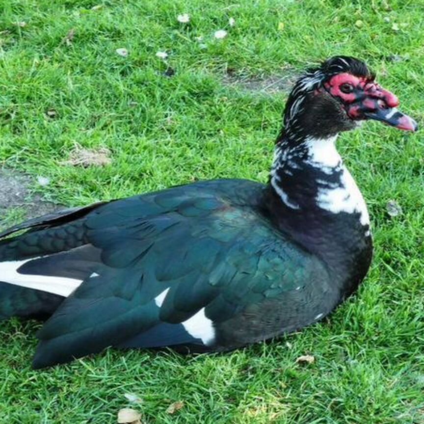 Индоутки на племя