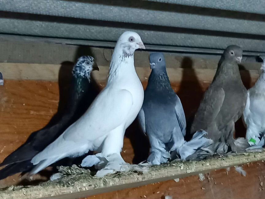 Голуби средней Азии