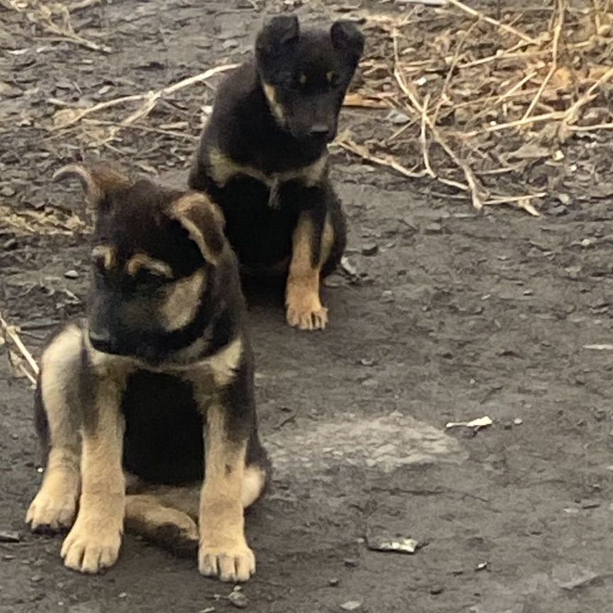 Щенок в добрые руки