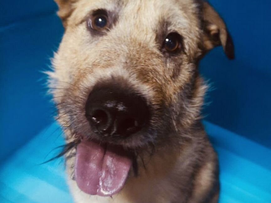 Собака в беде в добрые руки