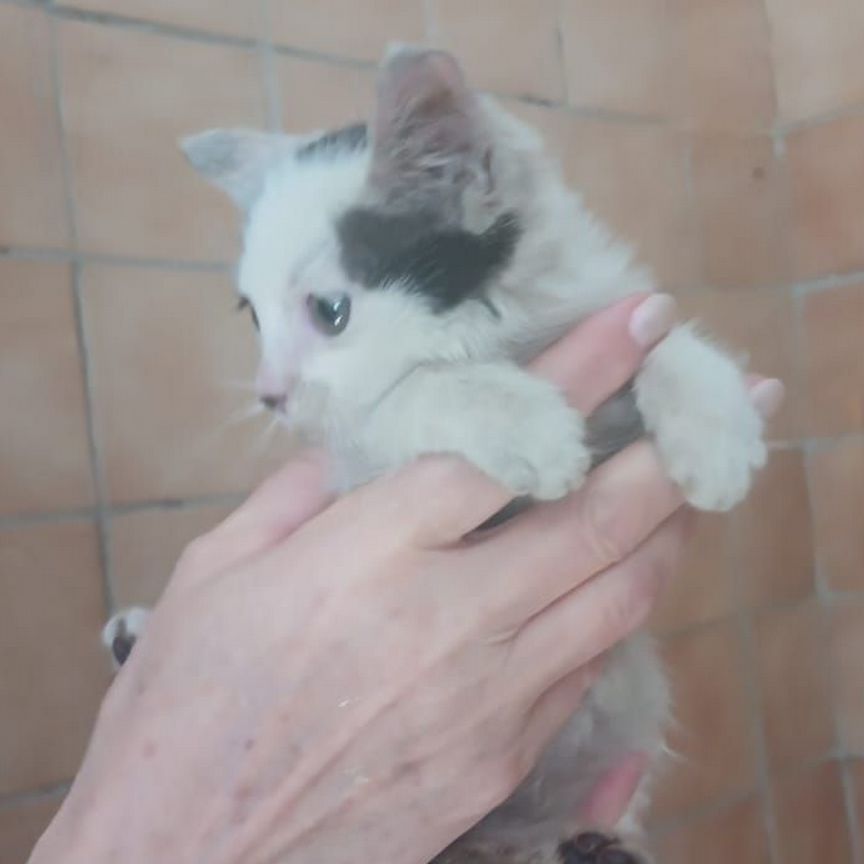 Белый котёнок