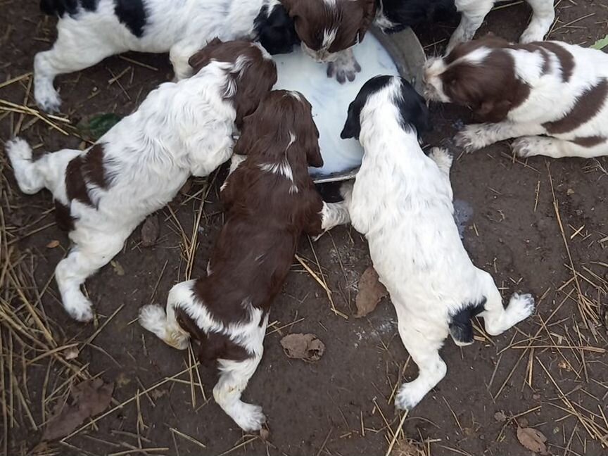 Щенки русского охотничего спаниеля