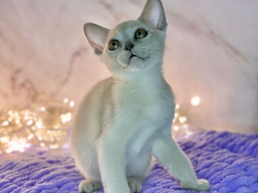 Элитные Бурманские Котята (Видео)