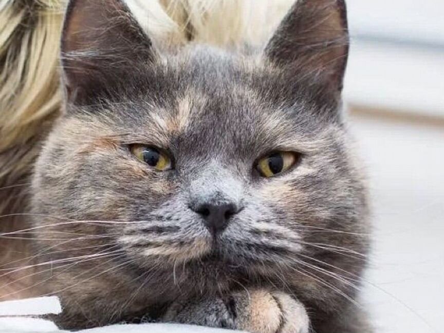 Британка и никому не нужна