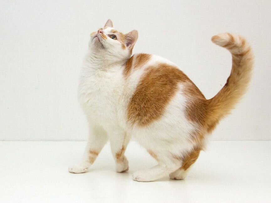 Прикольный мальчишка 10 месяцев в добрые руки дар