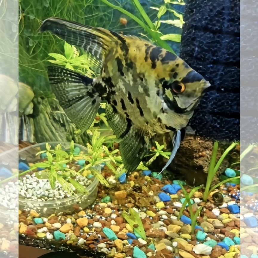 Рыбки скалярии