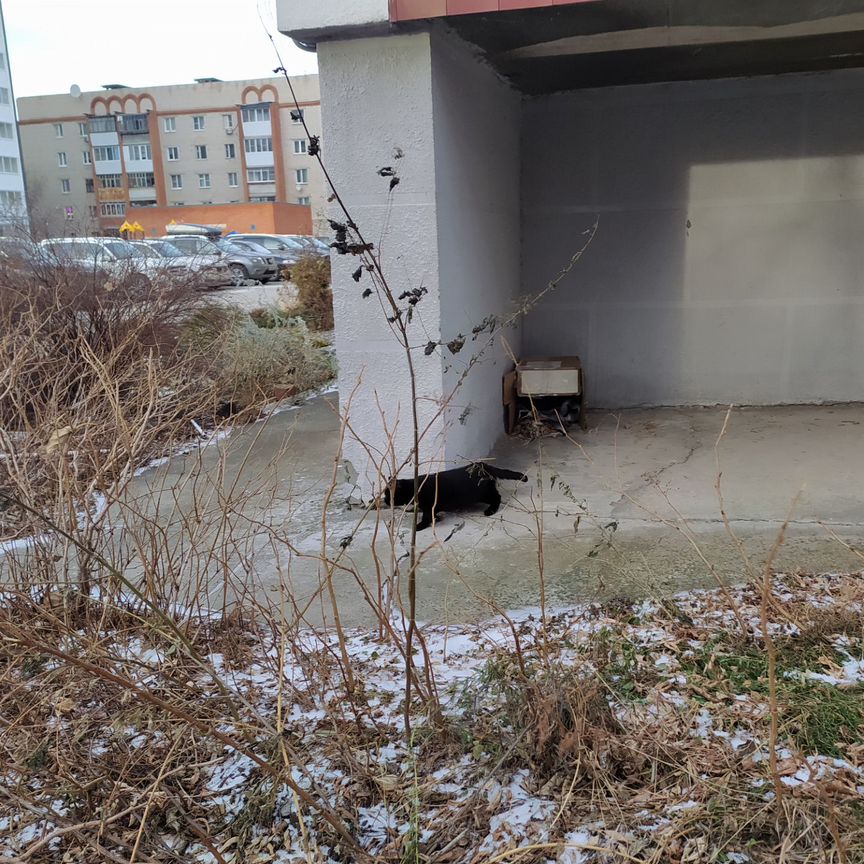 Кот, мёрзнет, ждёт хозяина, не уходит