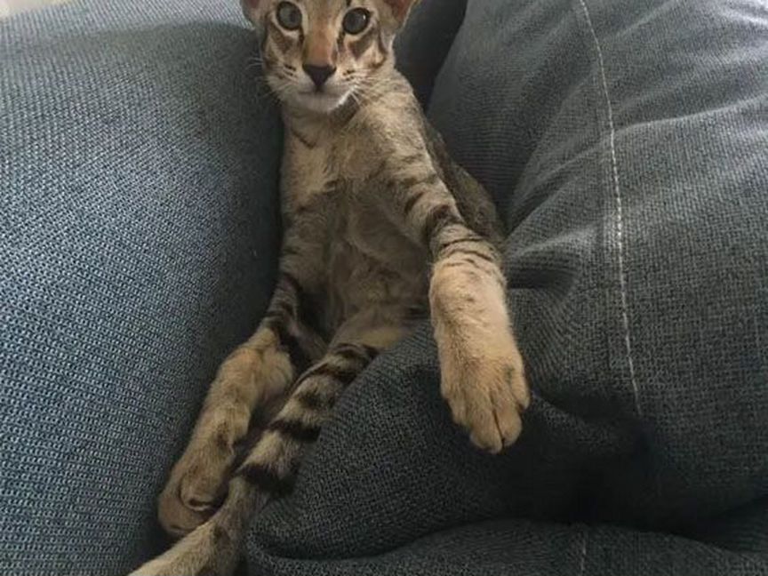 Ориентальный кот кастрирован