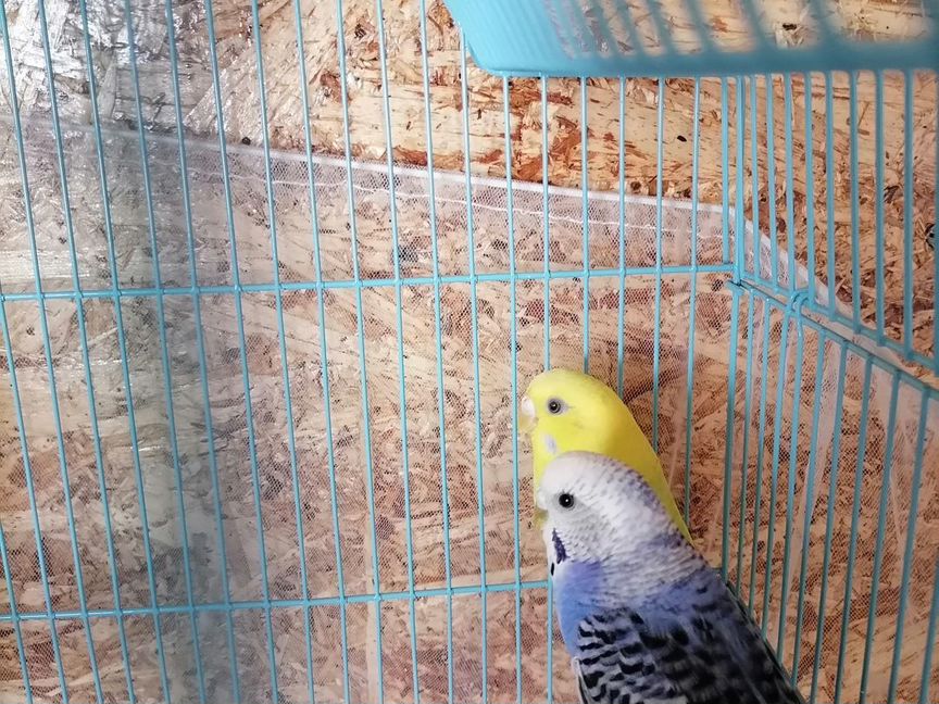 Волнистый попугай