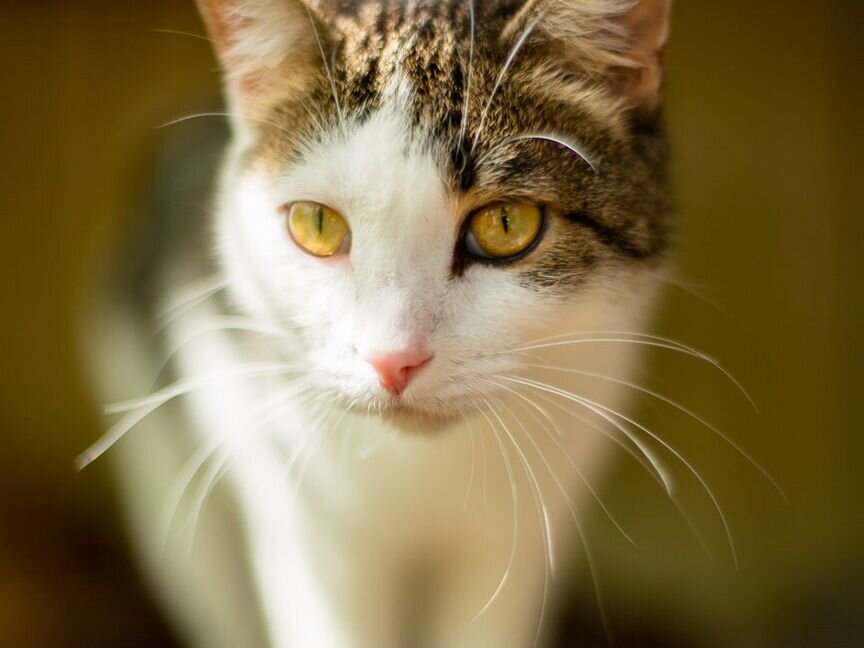 Милая кошечка Мари ищет семью, живет в приюте