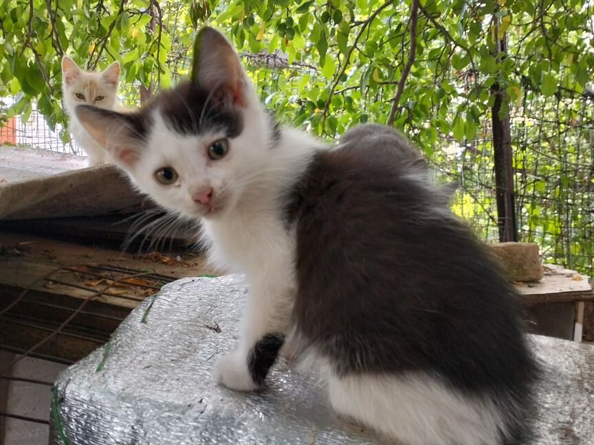 Котята мальчишки