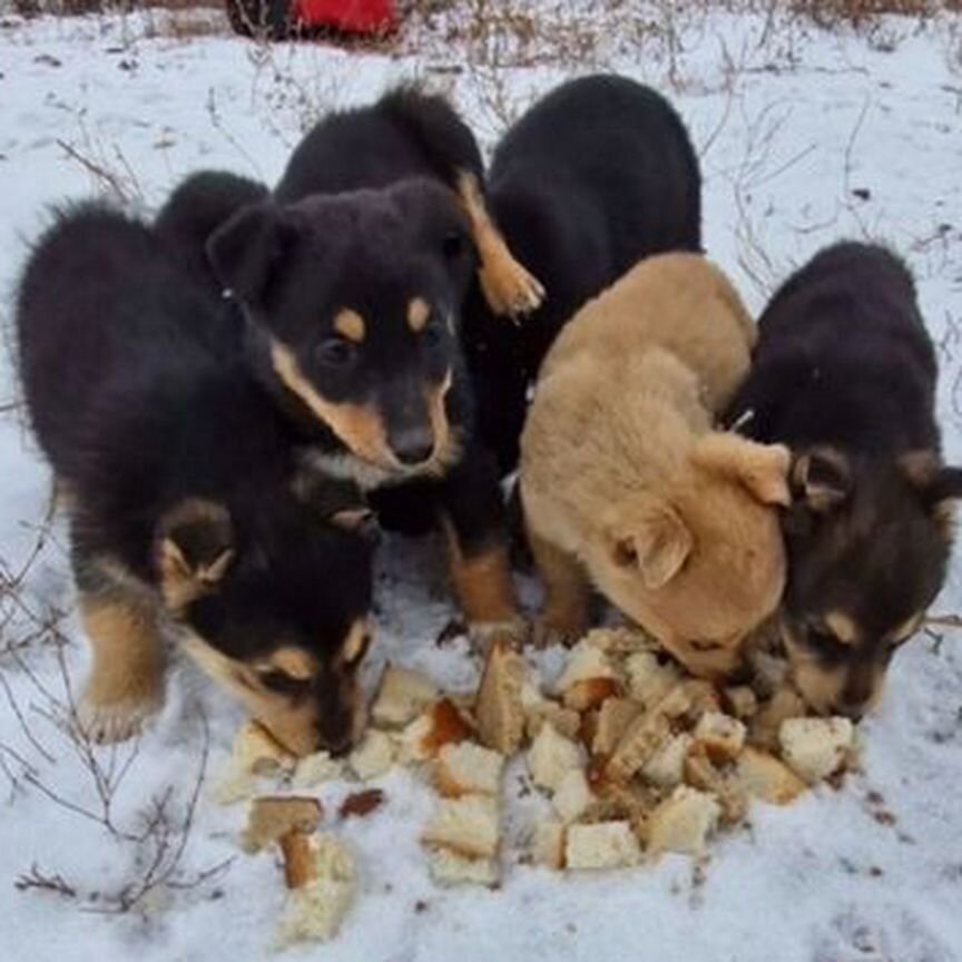 Щенки коротколапой собаки