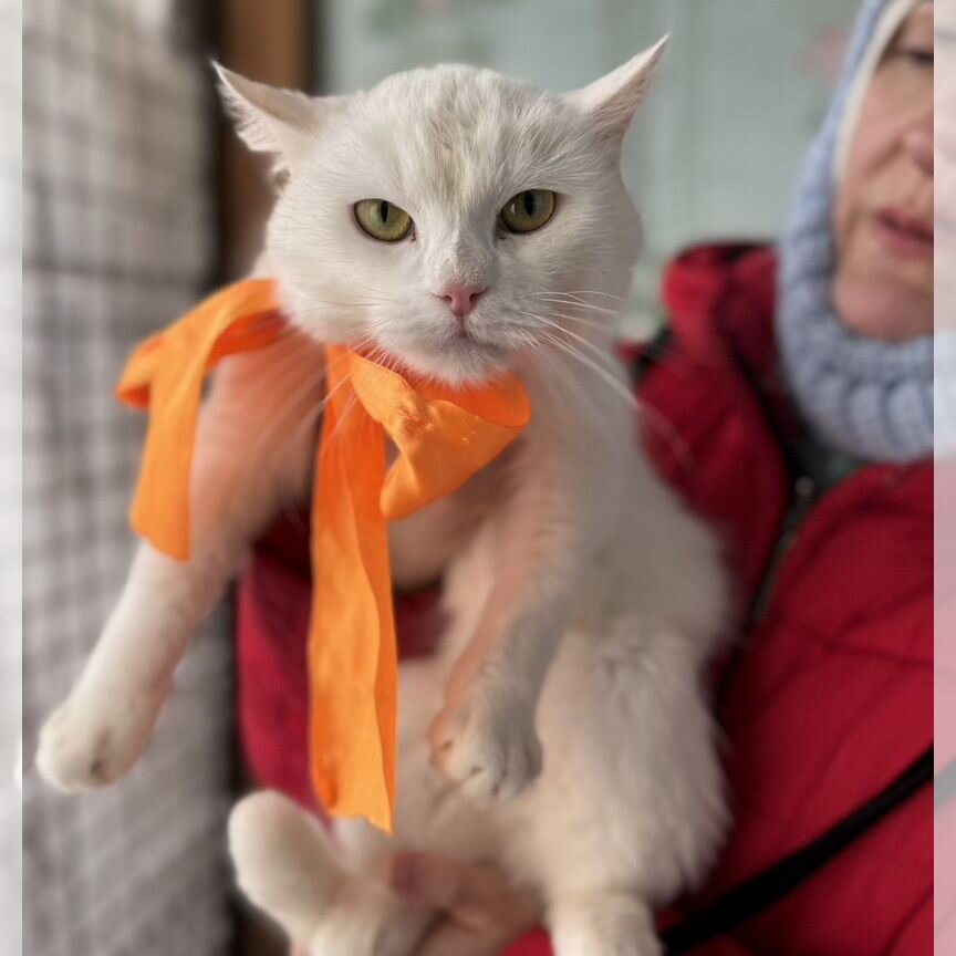 Турецкая ангора, взрослая кошка