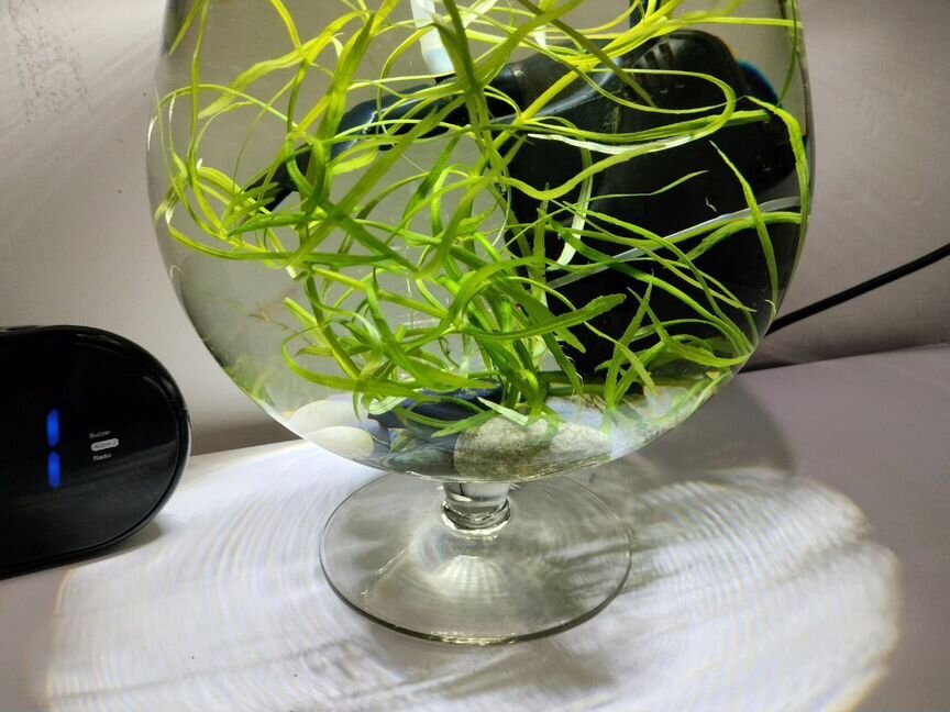 Аквариумные рыбки гуппи