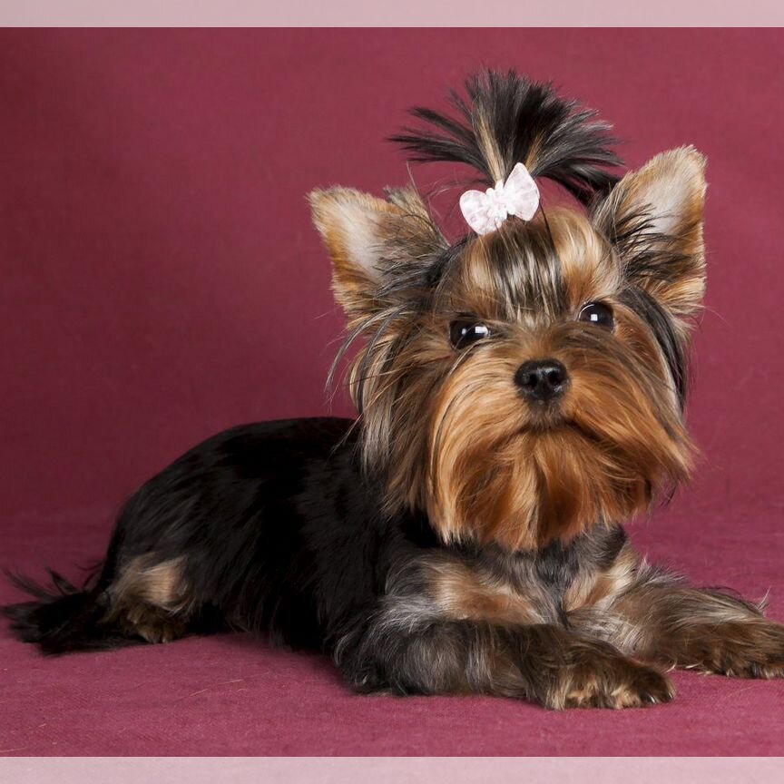 Супер- мини. мальчик