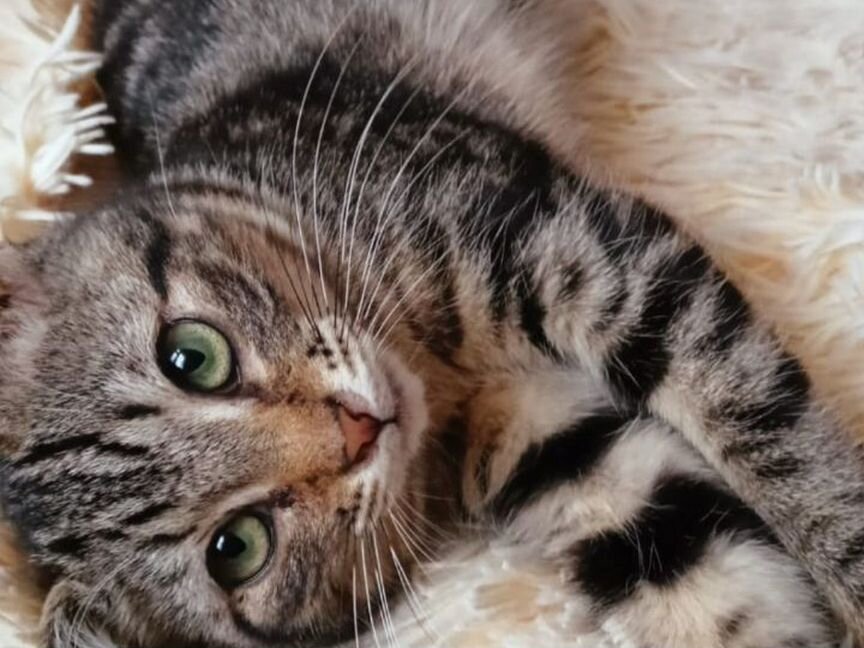 Котёнок девочка в добрые руки
